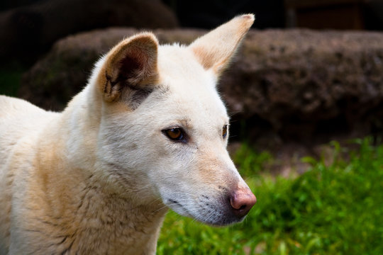 White Dingo Dog