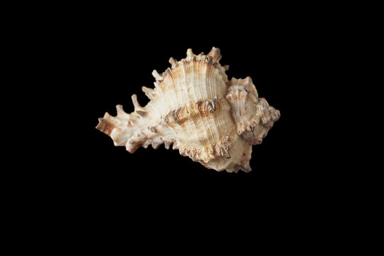 Chonch Images – Browse 6 Stock Photos, Vectors, and Video | Adobe Stock