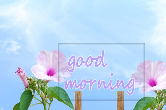 "Bush Morning Glory" Images – Browse 110 Stock Photos, Vectors, and ...