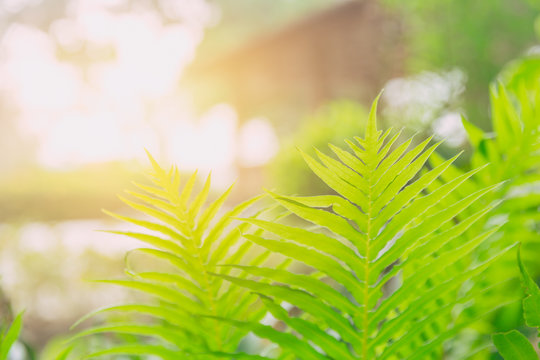 รูปภาพGreenary – เลือกดูภาพถ่ายสต็อก เวกเตอร์ และวิดีโอ3,658 | Adobe Stock