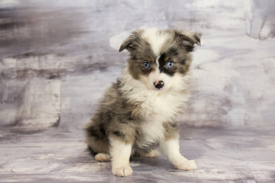 Teacup Toy Australian Shepherd