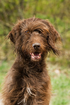 รูปภาพPudelpointer – เลือกดูภาพถ่ายสต็อก เวกเตอร์ และวิดีโอ452 | Adobe ...