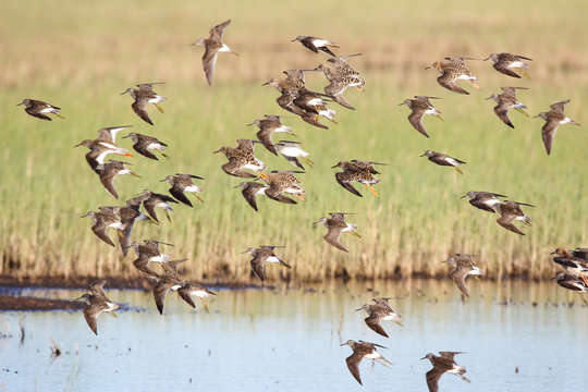 Brushane bilder – Bläddra bland 11,736 stockfoton, vektorer och videor ...
