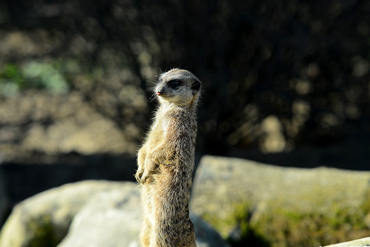 Schleichkatze Bilder – Durchsuchen 1,208 Archivfotos, Vektorgrafiken ...