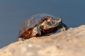 Randy Anderson photos, images, assets | Adobe Stock