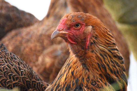 LAS 67 MEJORES IMÁGENES, FOTOS DE ARCHIVO Y VECTORES DE Riesenhuhn ...