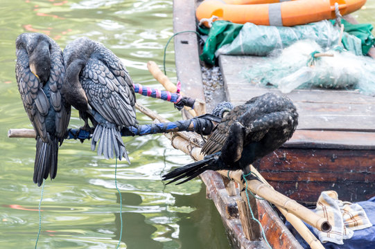 Cormorani Images – Browse 320 Stock Photos, Vectors, and Video | Adobe ...