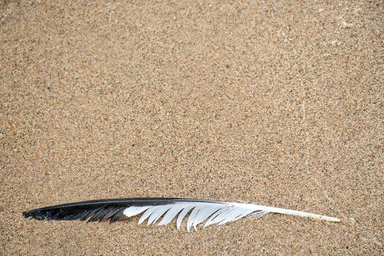 "Seagull Feather" Images – Browse 60 Stock Photos, Vectors, and Video ...