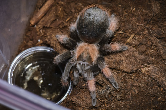 รูปภาพSmithi – เลือกดูภาพถ่ายสต็อก เวกเตอร์ และวิดีโอ480 | Adobe Stock