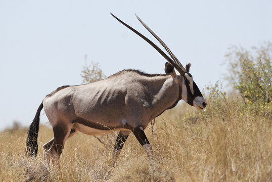 รูปภาพTopi.animal – เลือกดูภาพถ่ายสต็อก เวกเตอร์ และวิดีโอ3,790 | Adobe ...