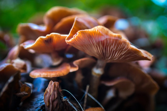 Basidiomycetes
