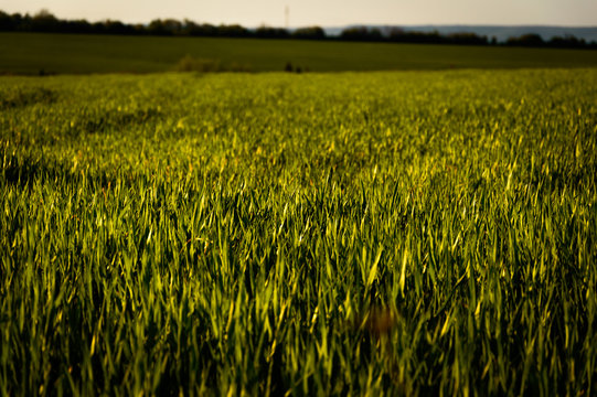 Grassfield Images – Browse 3,127 Stock Photos, Vectors, and Video ...