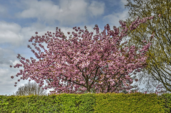 รูปภาพPrunus – เลือกดูภาพถ่ายสต็อก เวกเตอร์ และวิดีโอ101,422 | Adobe Stock