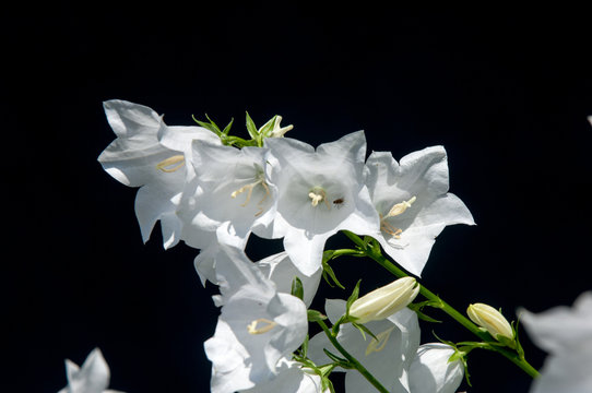 Flory Bilder – Durchsuchen 316 Archivfotos, Vektorgrafiken und Videos ...