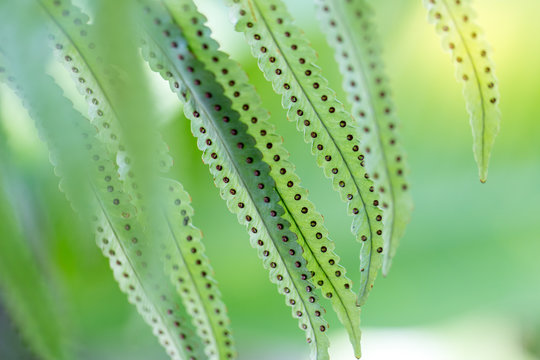 Marattiaceae Images – Browse 70 Stock Photos, Vectors, and Video ...