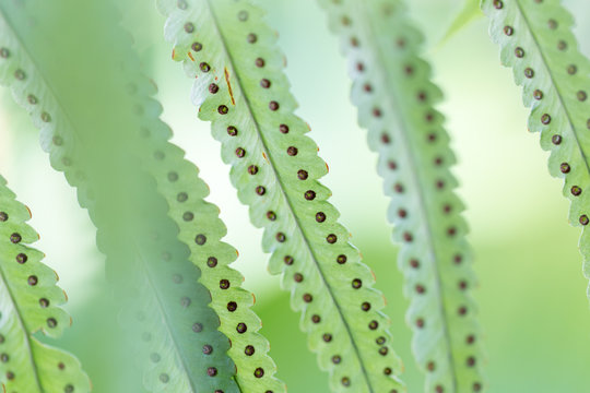 Marattiaceae Images – Browse 70 Stock Photos, Vectors, and Video ...