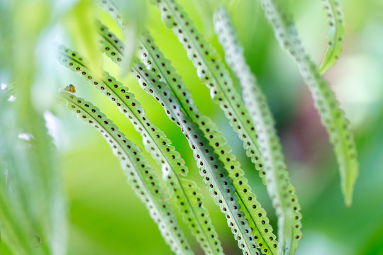 Marattiaceae Images – Browse 70 Stock Photos, Vectors, and Video ...
