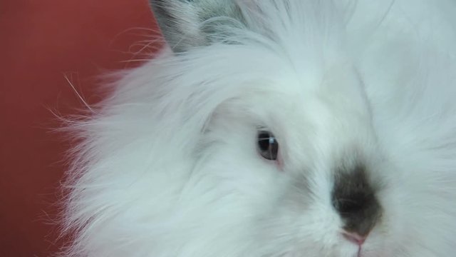 "Domestic Rabbit" Images – Browse 11,448 Stock Photos, Vectors, and ...