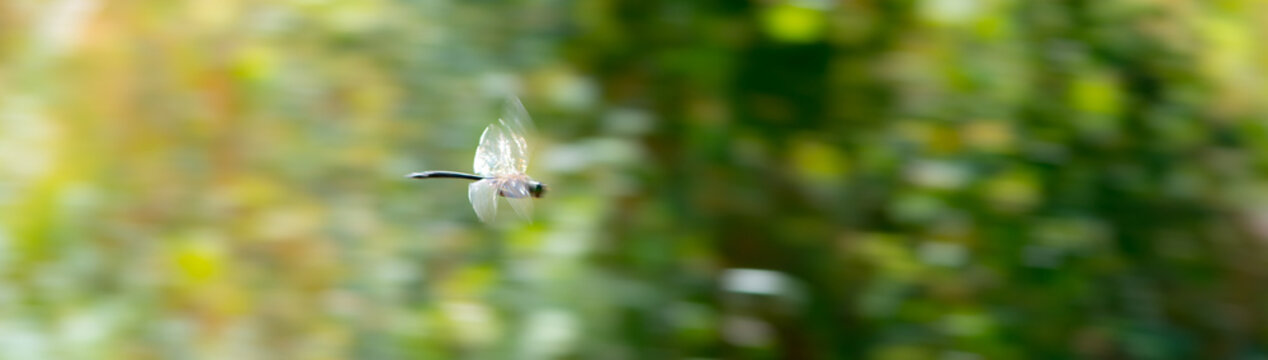 「Flavo」の写真素材 | 135件の無料イラスト画像 | Adobe Stock