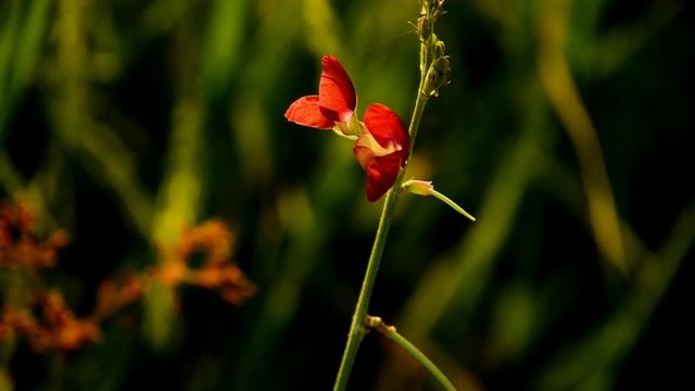 Flowwer - Images et vidéos libres de droits | Adobe Stock