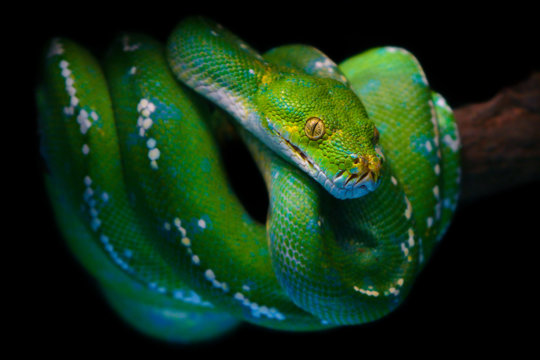 Python 이미지 – 찾아보기 86,175 스톡 사진, 벡터 및 비디오 | Adobe Stock