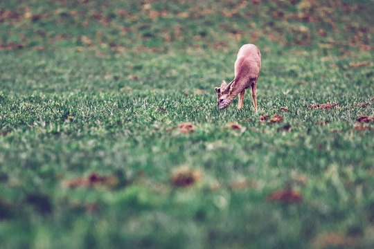 รูปภาพChevrillard – เลือกดูภาพถ่ายสต็อก เวกเตอร์ และวิดีโอ136 | Adobe Stock