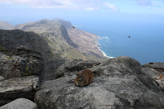 Dussy Images – Browse 6 Stock Photos, Vectors, and Video | Adobe Stock