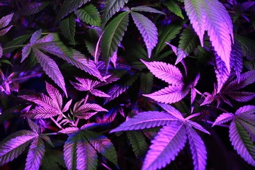 10+ Free Weed Wallpaper & Images | Royalty Free Pictures | Pikwizard