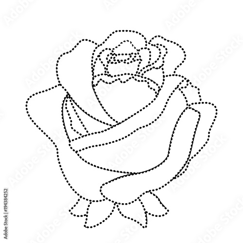 "flower rose delicate decoration floral nature petals vector ...