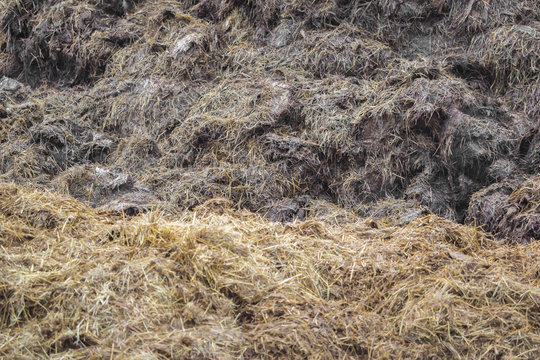 "Dung Heap"-Bilder: Stock-Fotos & -Videos. | Adobe Stock