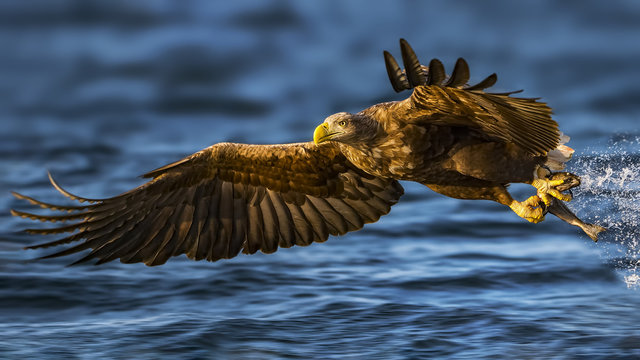 Rapace Images – Parcourir 261,764 le catalogue de photos, vecteurs et ...