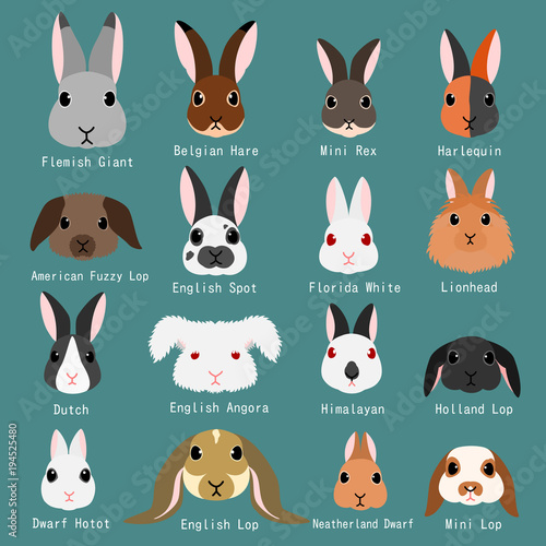 "rabbits breeds set" Stock image and royalty-free vector files on ...