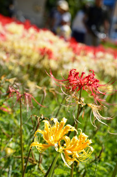 「Manjusaka」の画像 - 83 件の Stock 写真、ベクターおよびビデオ | Adobe Stock