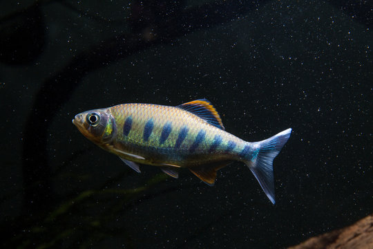 Barilius Images – Browse 13 Stock Photos, Vectors, and Video | Adobe Stock