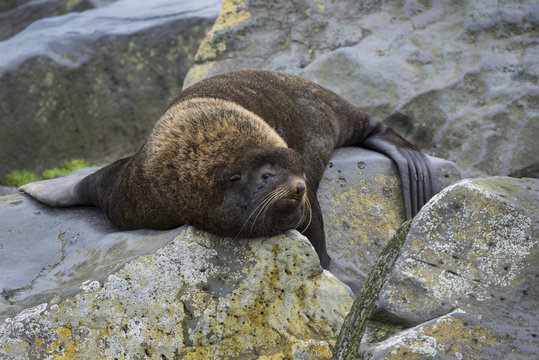 รูปภาพChukchis – เลือกดูภาพถ่ายสต็อก เวกเตอร์ และวิดีโอ2,146 | Adobe Stock