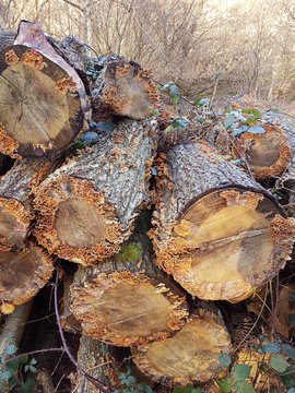 Ltree Images – Browse 36 Stock Photos, Vectors, and Video | Adobe Stock