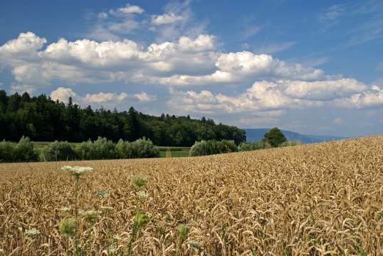 รูปภาพWeichweizen – เลือกดูภาพถ่ายสต็อก เวกเตอร์ และวิดีโอ176 | Adobe Stock