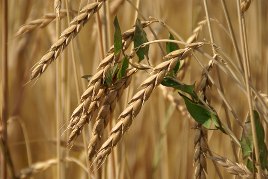 Weichweizen bilder – Bläddra bland 174 stockfoton, vektorer och videor ...