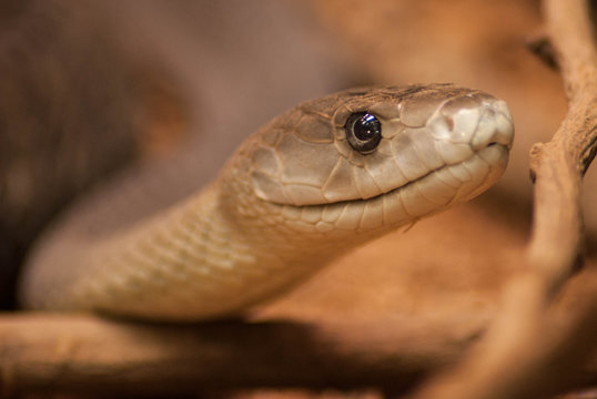 รูปภาพMamba – เลือกดูภาพถ่ายสต็อก เวกเตอร์ และวิดีโอ4,633 | Adobe Stock