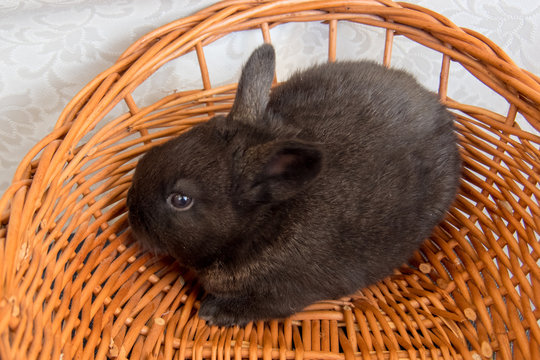 รูปภาพ"Black Bunny" – เลือกดูภาพถ่ายสต็อก เวกเตอร์ และวิดีโอ195 | Adobe ...