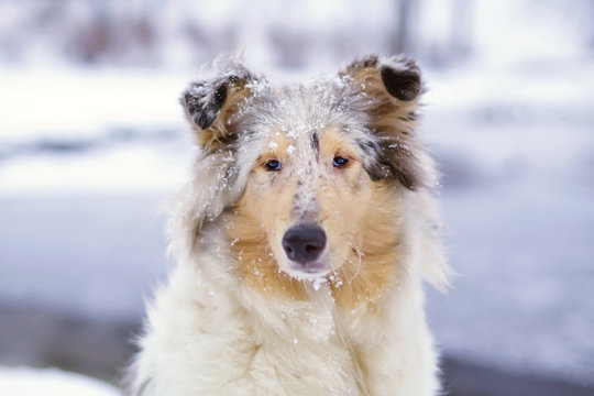 Afbeeldingen over "Lassie Dog" – Blader in stockfoto's, vectoren en ...
