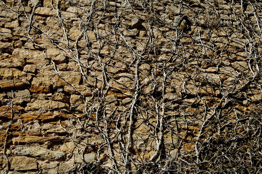 Blindweed Images – Browse 56 Stock Photos, Vectors, and Video | Adobe Stock