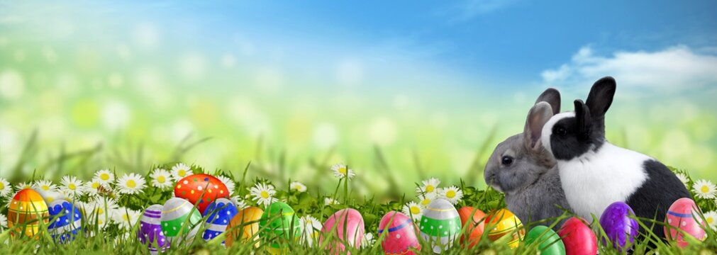 Kanickel Bilder – Durchsuchen 187 Archivfotos, Vektorgrafiken und ...