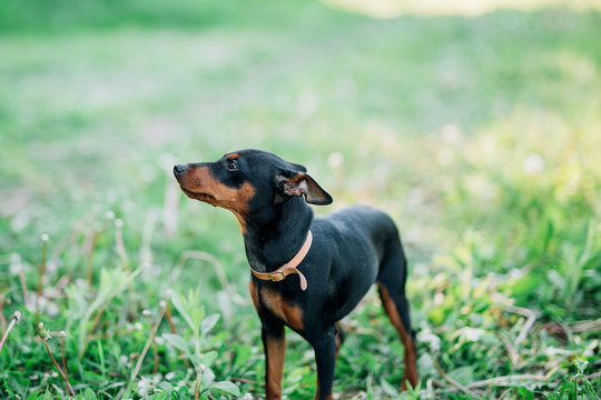 รูปภาพPiccher – เลือกดูภาพถ่ายสต็อก เวกเตอร์ และวิดีโอ4 | Adobe Stock