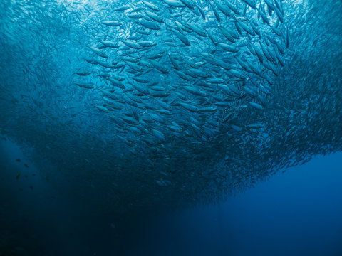 Free Fish Images – Browse 14,707 Free Stock Photos, Vectors, and Video ...