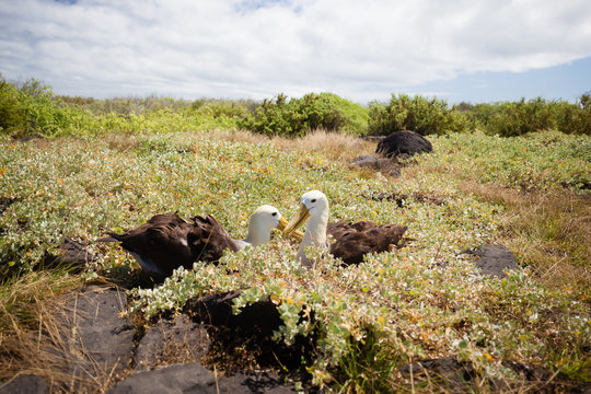 Albatross Bird Nesting Images – HD & 4K Photos Free to Download | PikWizard