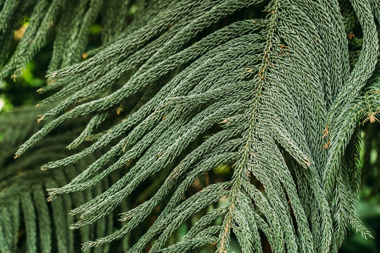 Imágenes de "Triangle Tree": descubre bancos de fotos, ilustraciones ...