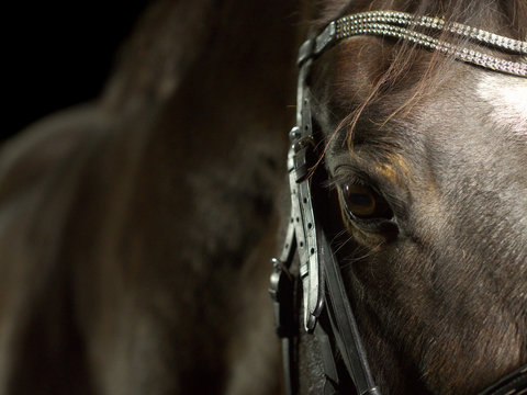 Pferdegebiss Bilder – Durchsuchen 4,229 Archivfotos, Vektorgrafiken und ...