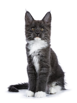 "Lynx Tips"-Bilder: Stock-Fotos & -Videos. | Adobe Stock