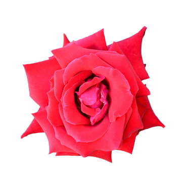 "Rose Isolated" Bilder – Durchsuchen 990 Archivfotos, Vektorgrafiken ...